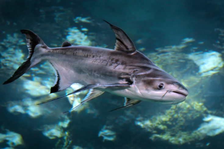 The Iridescent Shark: A Rare and Beautiful Creature