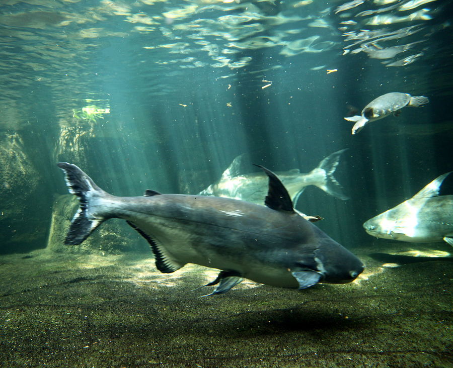 The Iridescent Shark: A Rare and Beautiful Creature