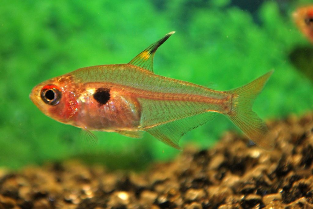 Red Phantom Tetras: A Beginner's Guide